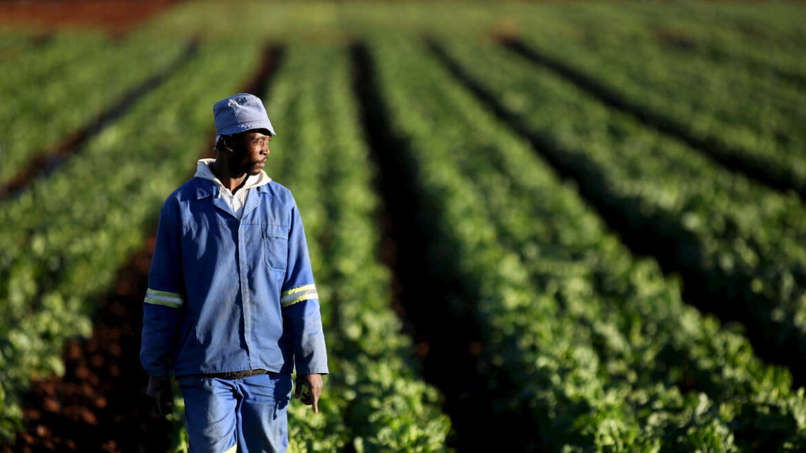 Campagne agricole 2024-2025 au Bénin : de l’engrais NPK disponible – La ...