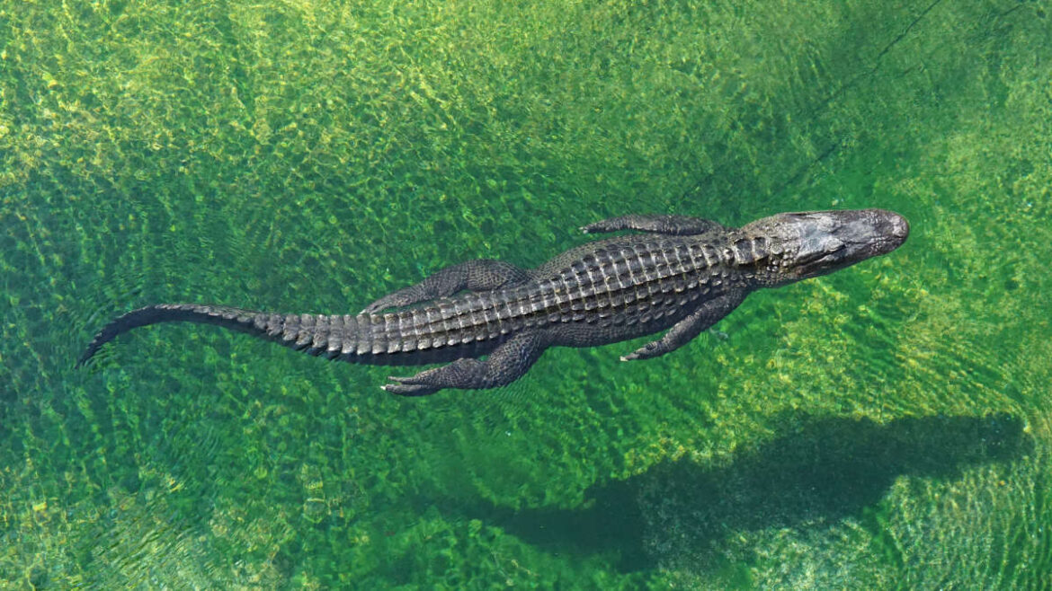 Afrique du Sud : un crocodile au centre d’une enquête après la ...