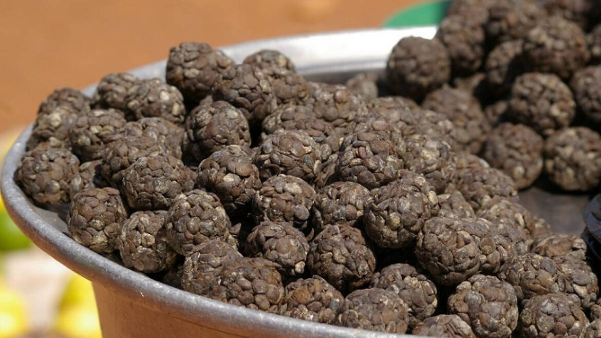 Néré (Afitin) : tout savoir sur la moutarde africaine – La Nouvelle Tribune